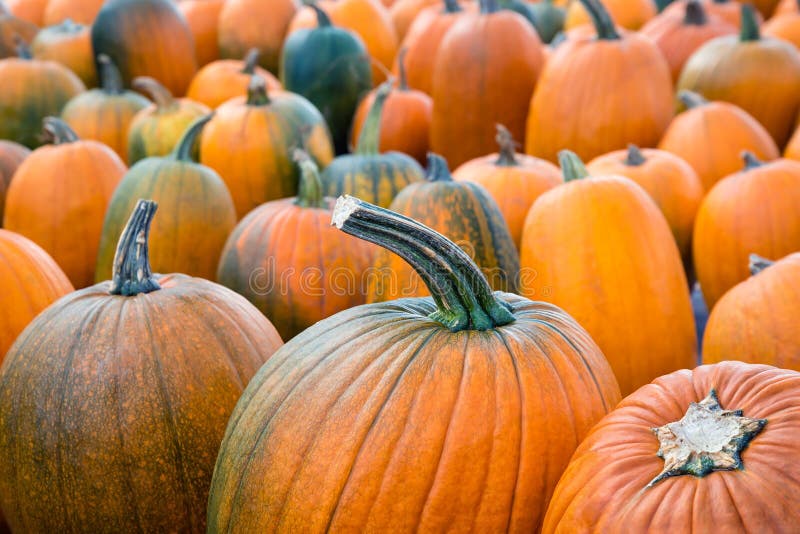 Pumpkins at the Pumpkin Patch Stock Image - Image of october ...