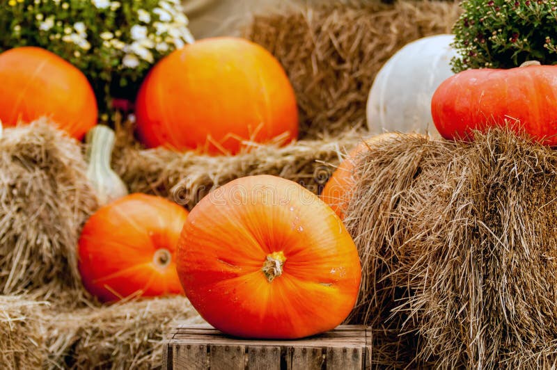 Pumpkins on a Pumpkin Patch Stock Photo - Image of farm, orange: 34560422