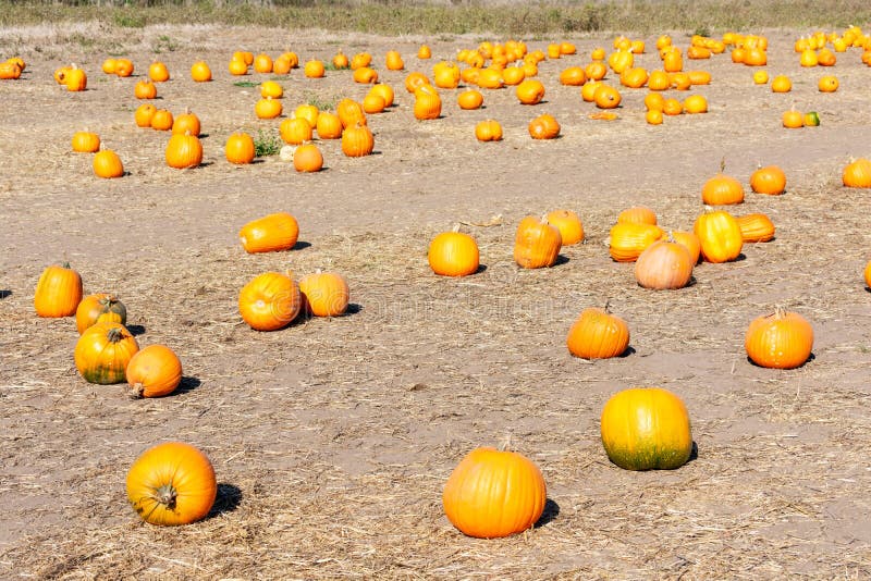 Pumpkins at the Pumpkin Patch Field Stock Photo - Image of decorative ...