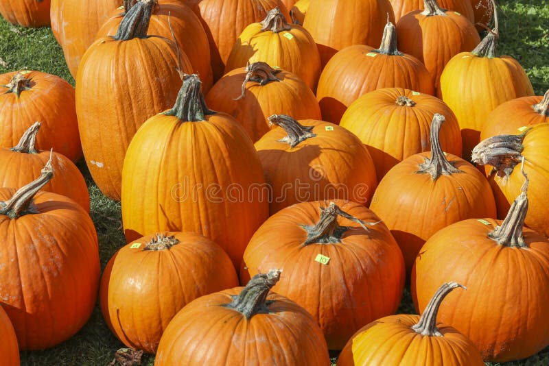 Pumpkins at the Pumpkin Patch Stock Photo - Image of patch, orange ...
