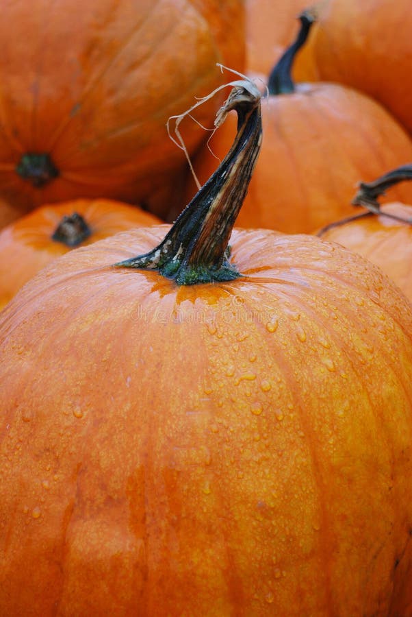 Pumpkins in the Rain stock photo. Image of pumpkins, harvest - 61608402