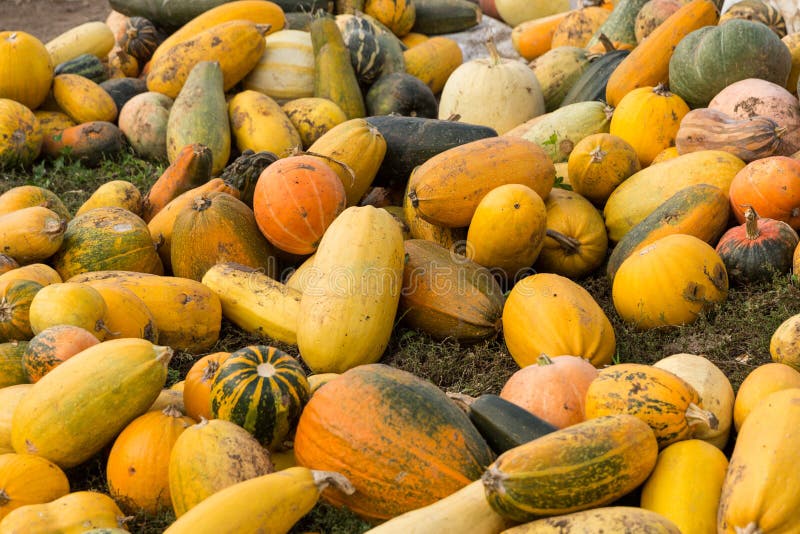 Pumpkins are ripe stock image. Image of farm, herb, pallets - 75353671