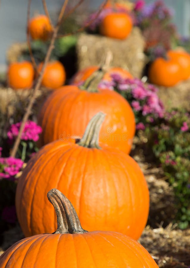 Orange pumpkins in a row stock image. Image of market - 129123031