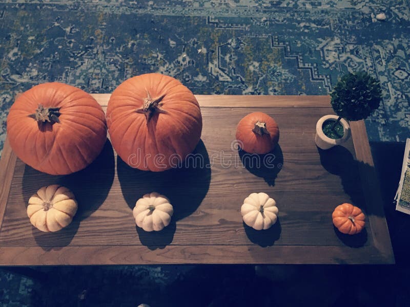 Pumpkins in rows stock photo. Image of rows, shrub, seven - 133430902