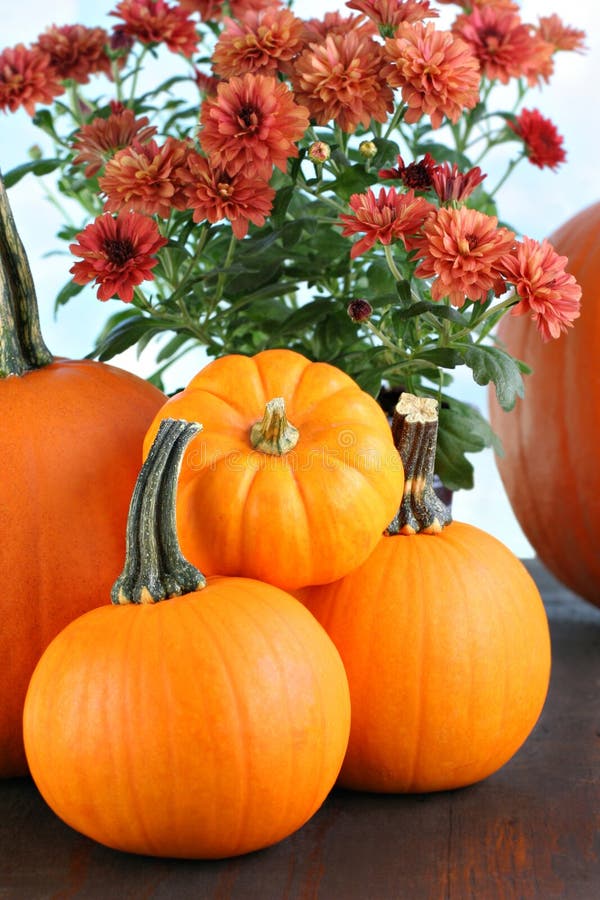 Pumpkins and Rust Colored Mums Stock Photo - Image of stacked, rustic ...