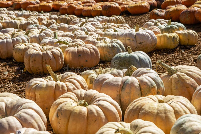 Albino Pumpkins, White Pumpkins Can Be Referred To and Sold Under Many ...