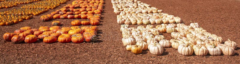 Albino Pumpkins, White Pumpkins Can Be Referred To and Sold Under Many ...