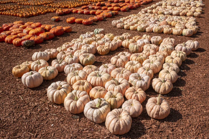 Albino Pumpkins, White Pumpkins Can Be Referred To and Sold Under Many ...
