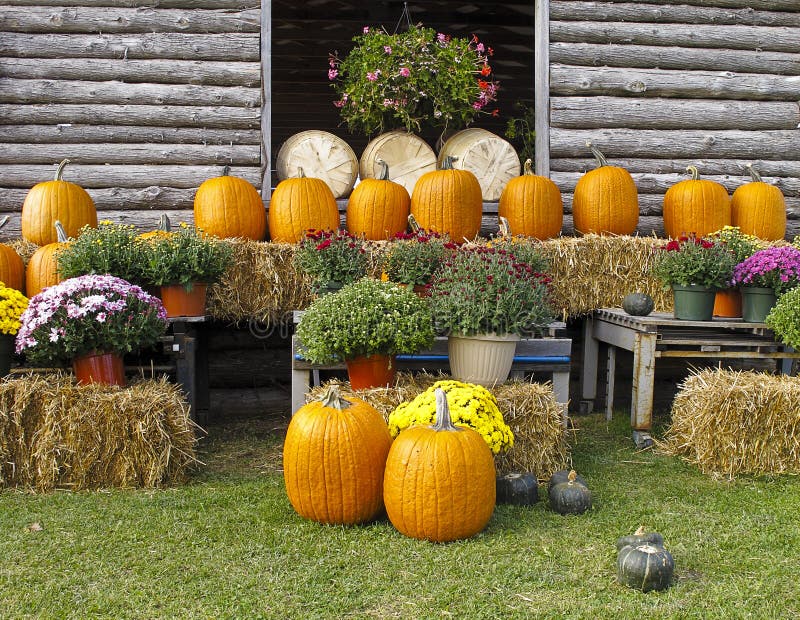 Fall scene stock photo. Image of chrysanthemums, squash - 46841918