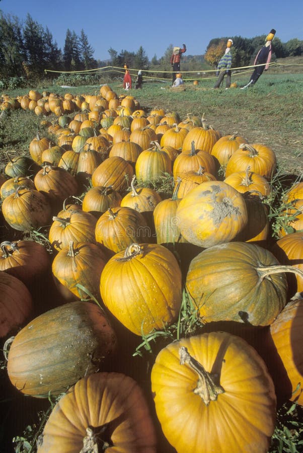 Pumpkins and Scarecrows in VT Stock Photo - Image of vermont, farm ...
