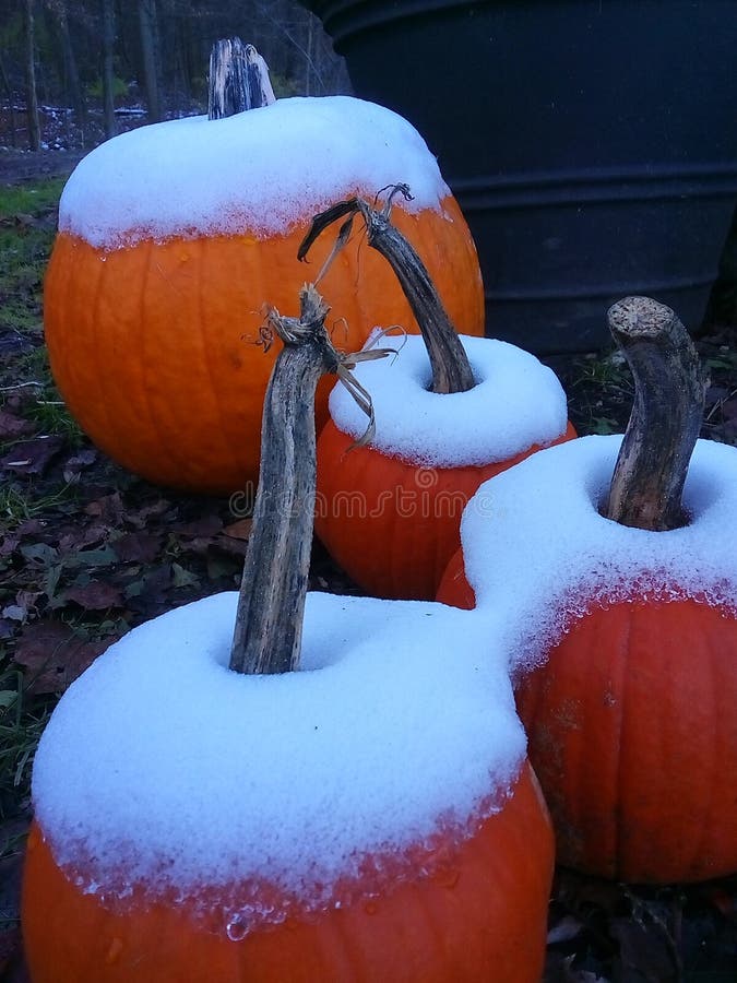 Pumpkins on Snow stock photo. Image of colors, halloween - 85239126