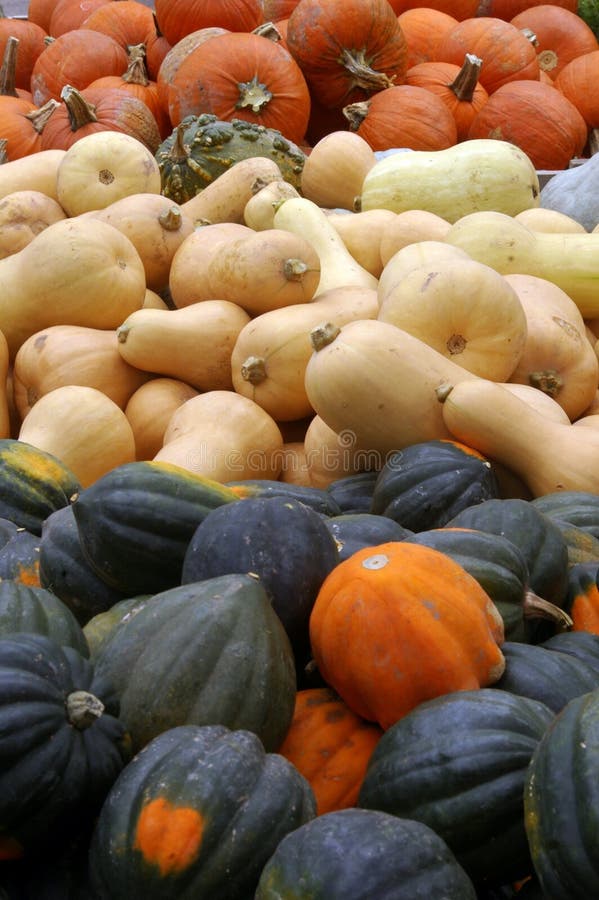 Pumpkins & Squash stock photo. Image of pumpkin, contrast - 11378834