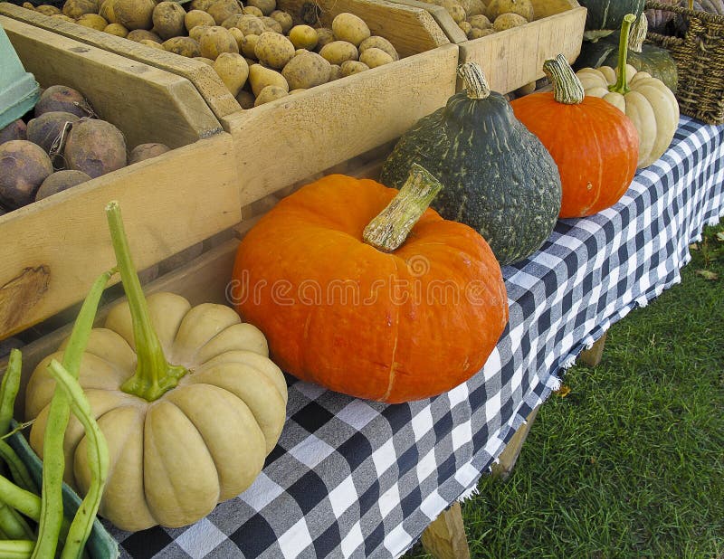 Pumpkins and Squash stock photo. Image of seasonal, farm - 15982732