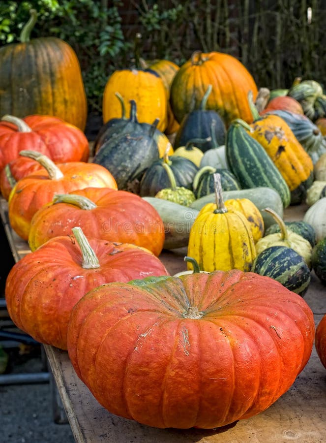 Pumpkins squash stock photo. Image of pumpkin, harvest - 26428660