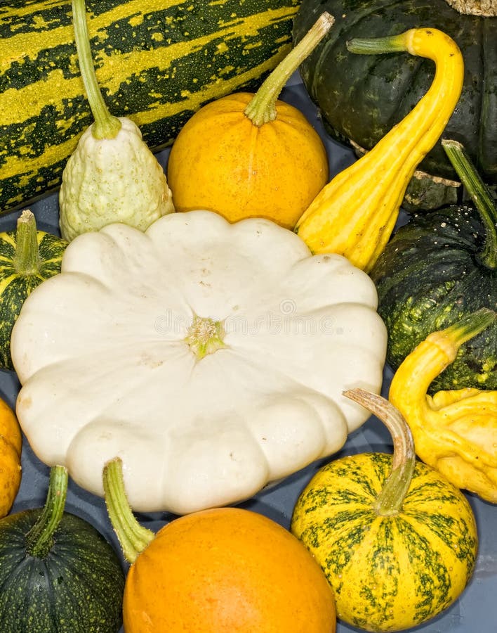 Pumpkins squash stock image. Image of ripe, harvest, leaf - 26428689