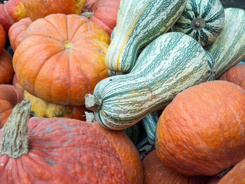 Pumpkins and Squash stock photo. Image of botanical, autumn - 35050306