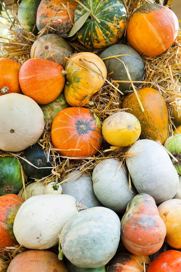 Pumpkins and squash stock photo. Image of nutrition, harvest - 45126950
