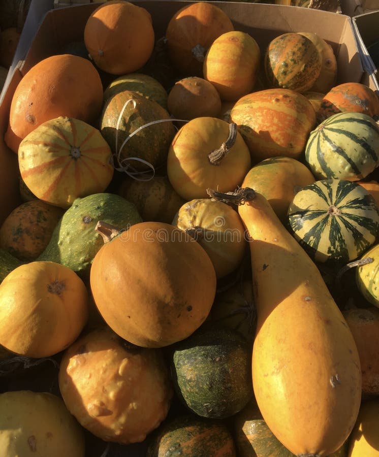 Pumpkins stock photo. Image of vegetables, autumn, squashes - 162122500