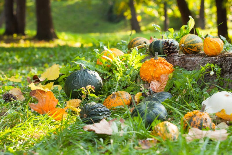 Pumpkins, Squashes and Gourds Stock Image - Image of halloween, leaf ...