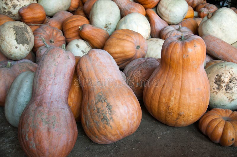Pumpkins stack stock photo. Image of autumn, detail, decorations - 68190890