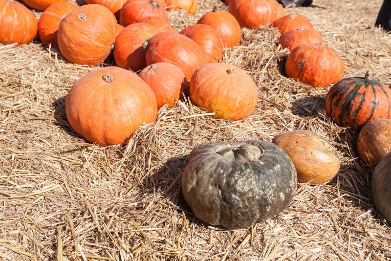 Pumpkins on straw stock image. Image of harvest, ripe - 50739719