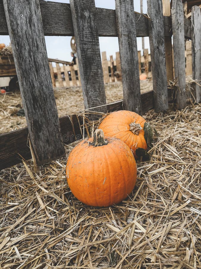 Pumpkins on Straw at a Rustic Farm Setting. Halloween Theme Stock ...