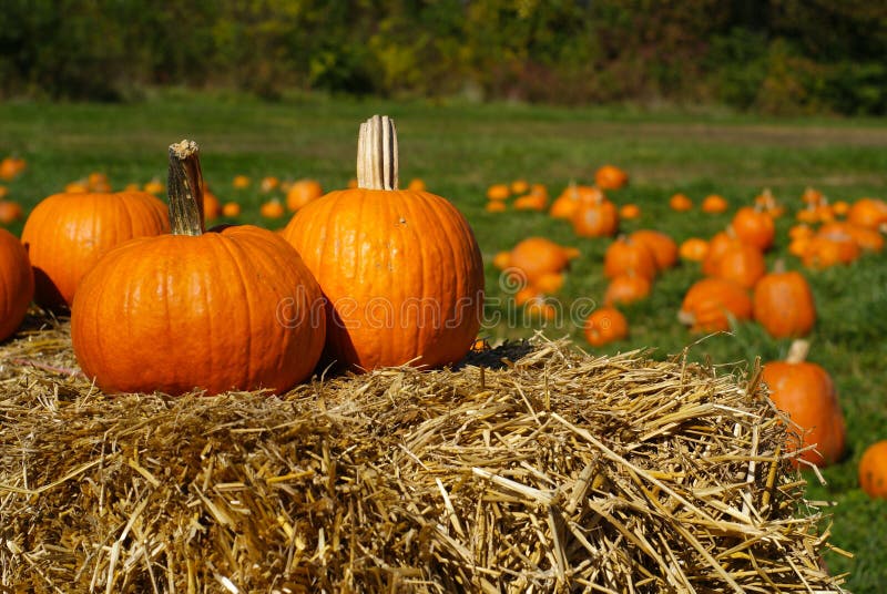 Pumpkins on Top of Hay Bale in Pumpkin Patch Stock Image - Image of ...