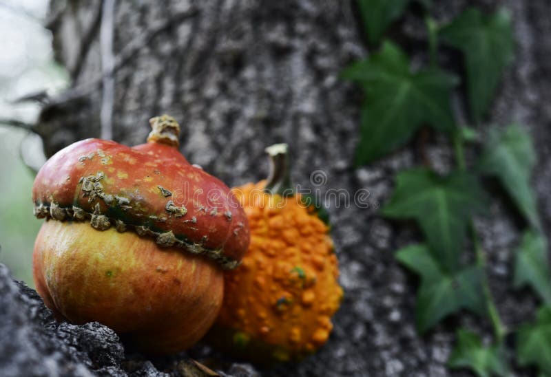 Pumpkins on a tree stock photo. Image of autumn, decorative - 78554130