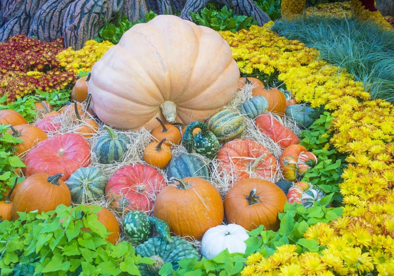 Pumpkins stock photo. Image of october, orange, vegetable - 45024278