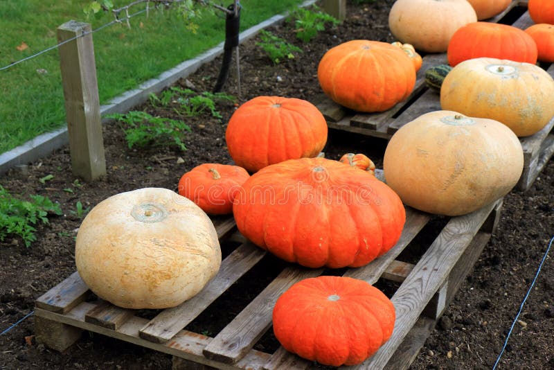 Pumpkins of various sizes stock photo. Image of cucurbita - 60769292