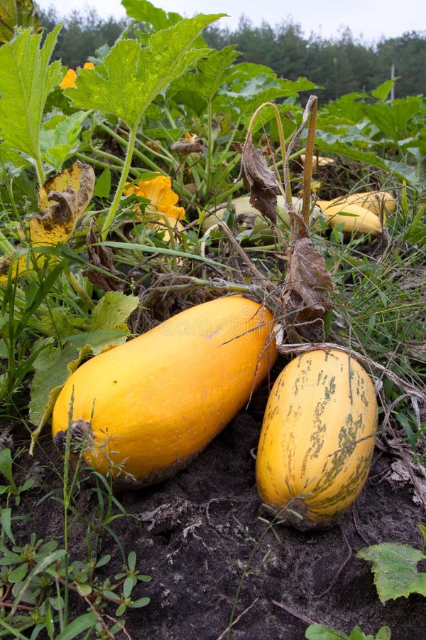 Pumpkins on Vegetable Garden Stock Image - Image of ground, harvest ...