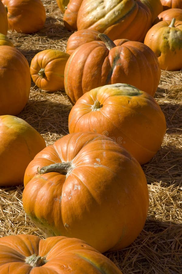 Pumpkins (vertical) stock image. Image of orange, holiday - 11151829