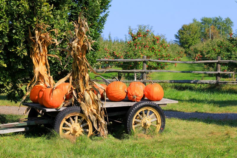Pumpkins on a Wagon stock photo. Image of produce, group - 28446198