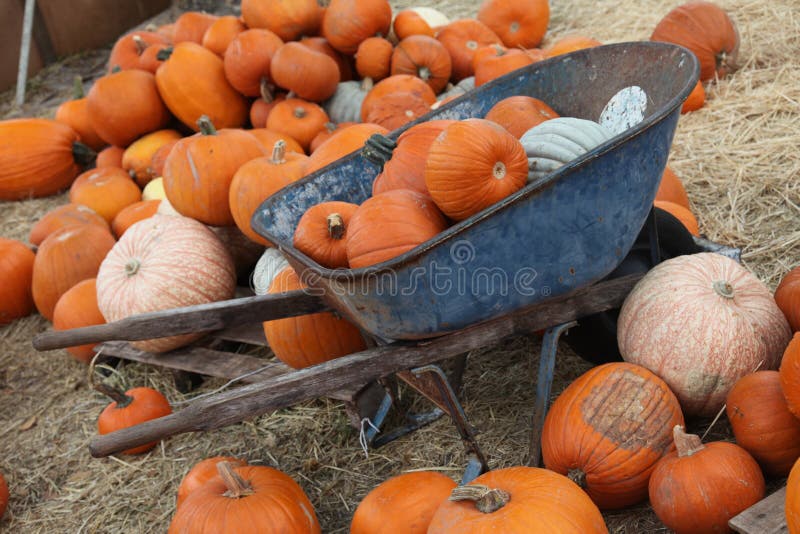 Pumpkins in a wheel barrow stock photo. Image of autumn - 16761902