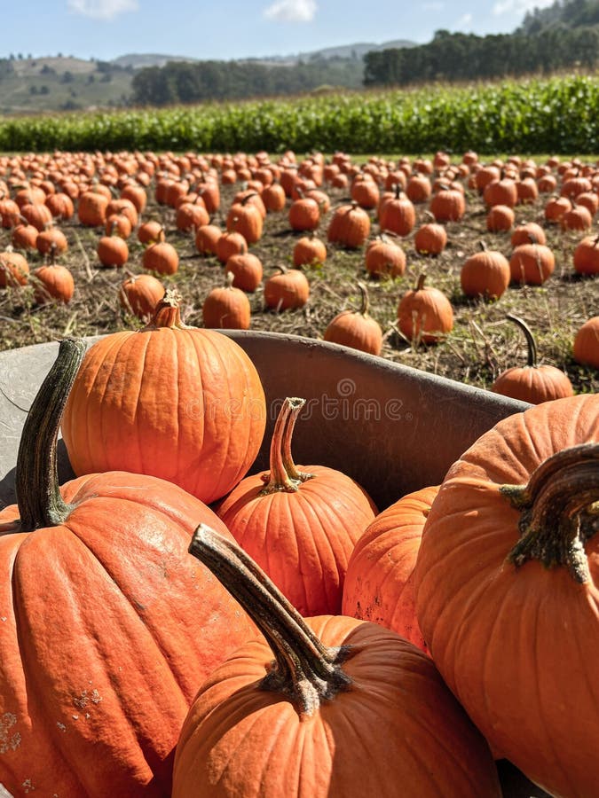 Pumpkins in a Wheelbarrow at a Pumpkin Patch with Corn Maze in the ...