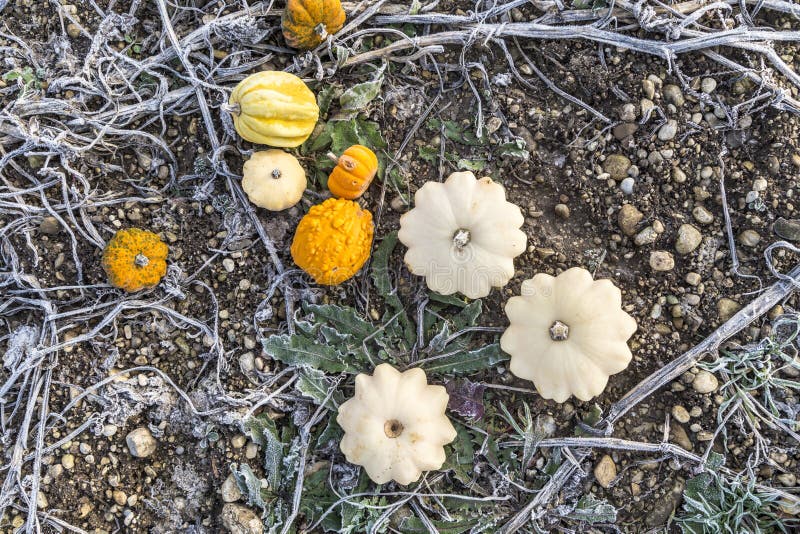 Pumpkins in Winter Remain at the Field Stock Image - Image of color ...