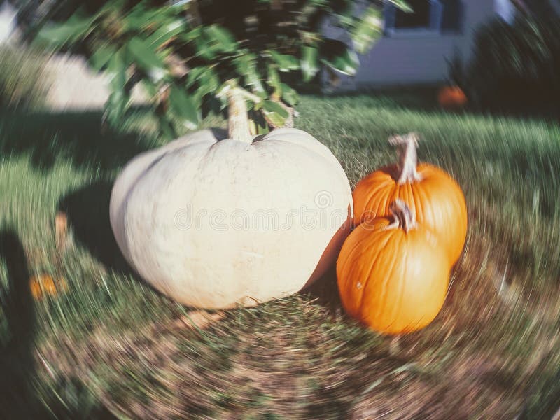 Pumpkins with zoom effect stock image. Image of white - 162690557