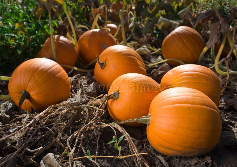 Pumpkins1 stock photo. Image of november, seasonal, large - 11525046