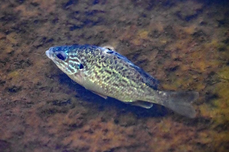 A Pumpkinseed, Lepomis Gibbosus, in Shallow Water Stock Photo - Image ...
