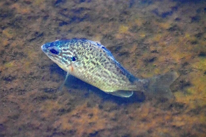 A Pumpkinseed, Lepomis Gibbosus, in Shallow Water Stock Image - Image ...