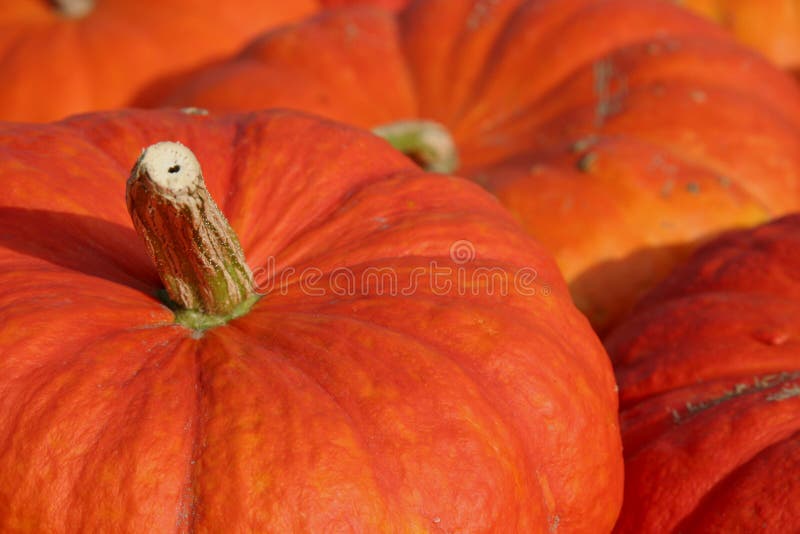 Pumpor arkivfoto. Bild av skörd, pumpa, vitaminer, höst - 1313810