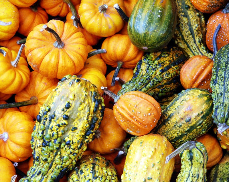 Pumpor arkivfoto. Bild av färger, färgrikt, pumpor, stapel - 1366478