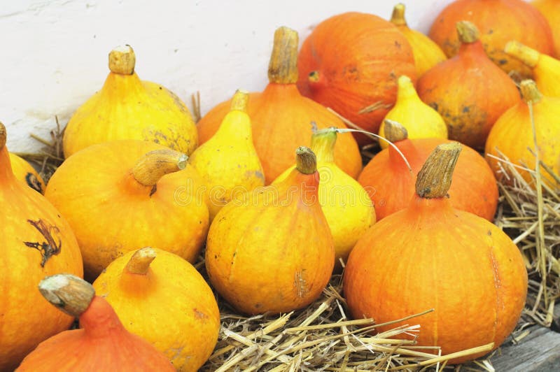 Pumpor arkivfoto. Bild av dekorera, grenrör, land, banta - 16372864