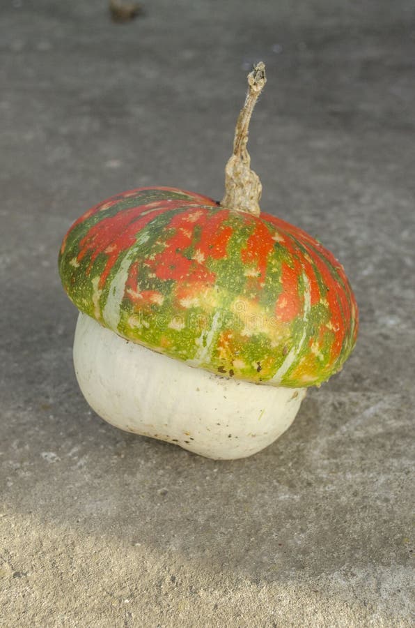 Pumpor fotografering för bildbyråer. Bild av ätligt, pumpor - 45389699