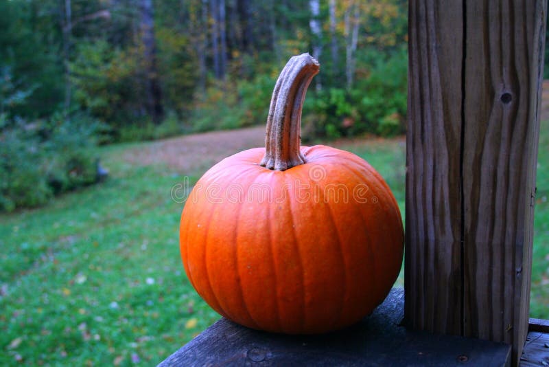 Pumpor arkivfoto. Bild av orange, pumpa, farstubro, maine - 45397042