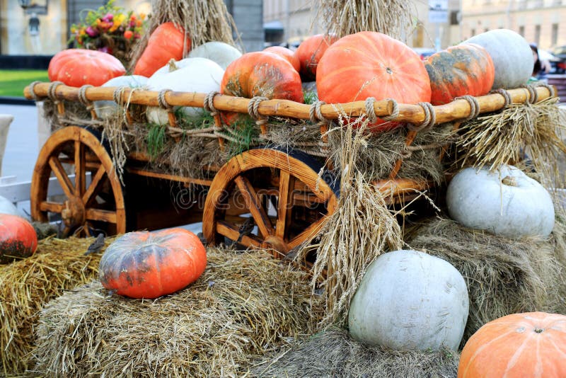 Pumpor arkivfoto. Bild av pumpa, ferie, produkt, halloween - 60042110