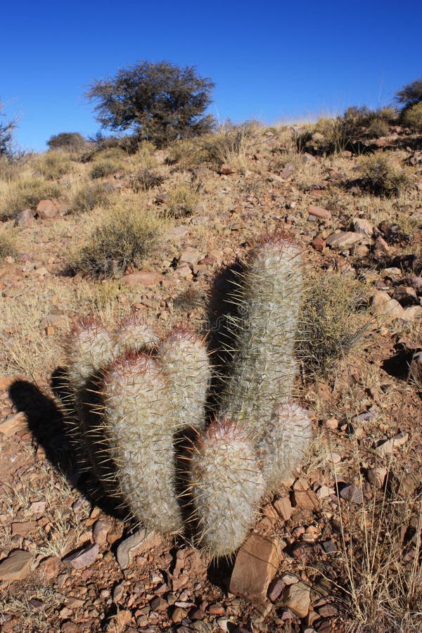 Puna Cactus stock image. Image of outdoors, america, plant - 15478249