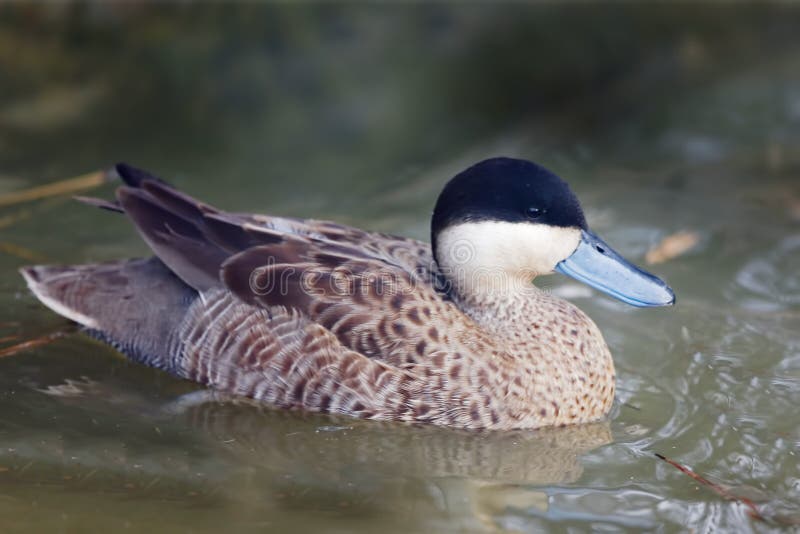Puna Teal, Anas Puna, Close Up View Stock Image - Image of wildlife ...