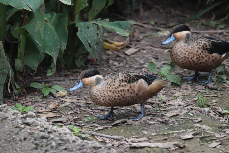 Puna Teal Anas puna 4 stock image. Image of local, duck - 238957475