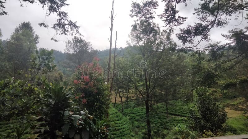 Puncak Tea Forest stock image. Image of nature, forest - 265253899